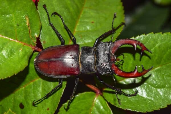 Exploring the Worth: Why Stag Beetles Command Luxury Prices - 9meters