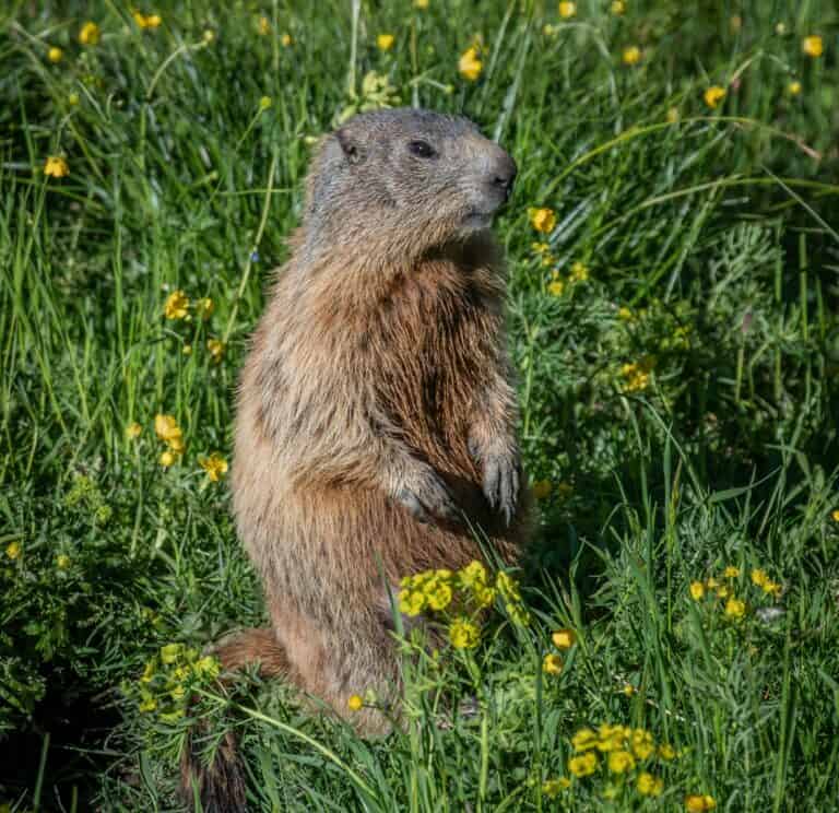 Marmot vs Groundhog: Deciphering the Differences - 9meters