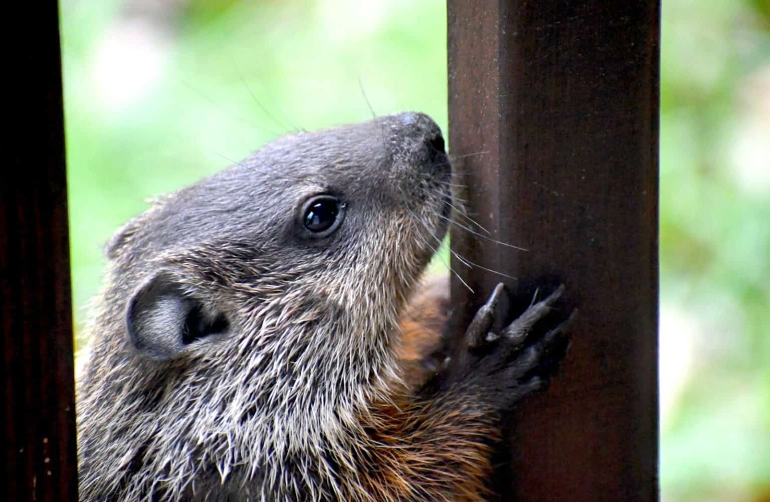 Marmot vs Groundhog: Deciphering the Differences - 9meters
